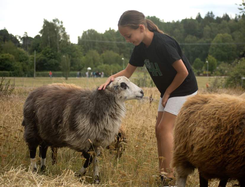Akalla 4H Farm - Visit Stockholm