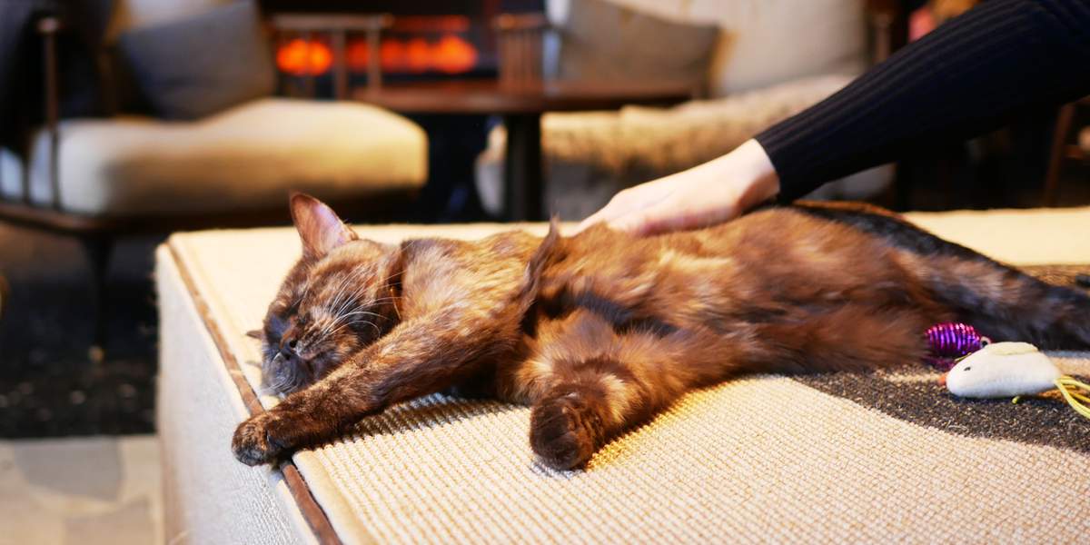 Java Whiskers - Visit Stockholm